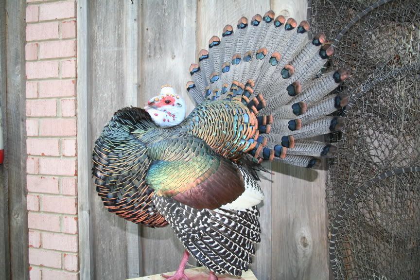 Turkeys | Duck Hunting Forum