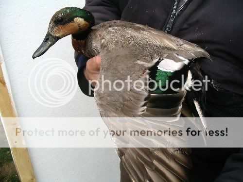 Beautiful Brewer's Duck, almost!! | Duck Hunting Forum