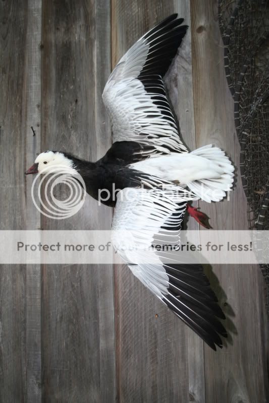 Blue Goose Mounts | Duck Hunting Forum