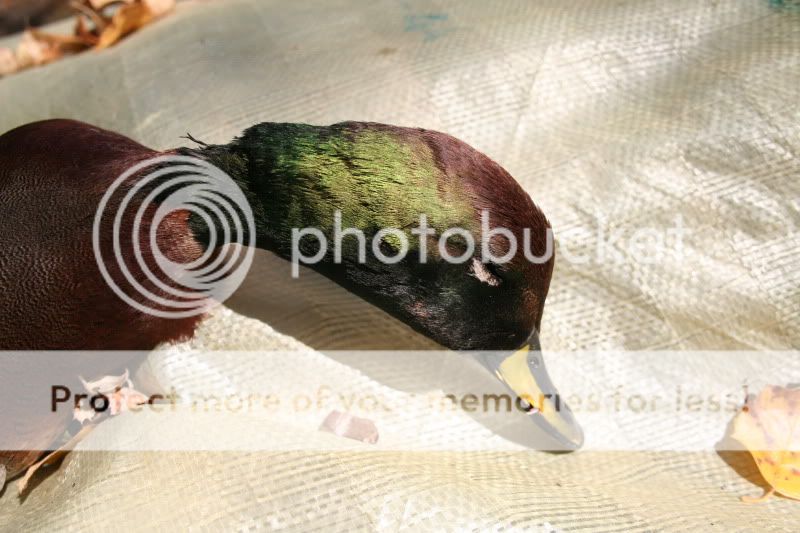 Beautiful Brewer's Duck, almost!! | Duck Hunting Forum