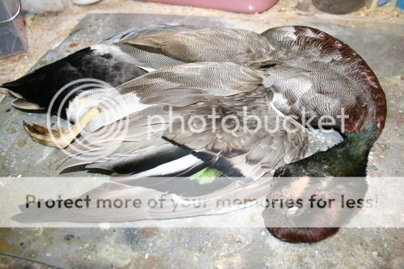 Beautiful Brewer's Duck, almost!! | Duck Hunting Forum