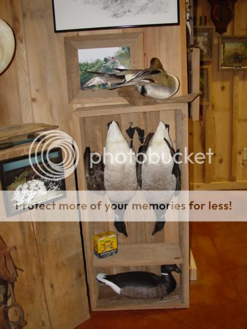 dead mounts | Duck Hunting Forum