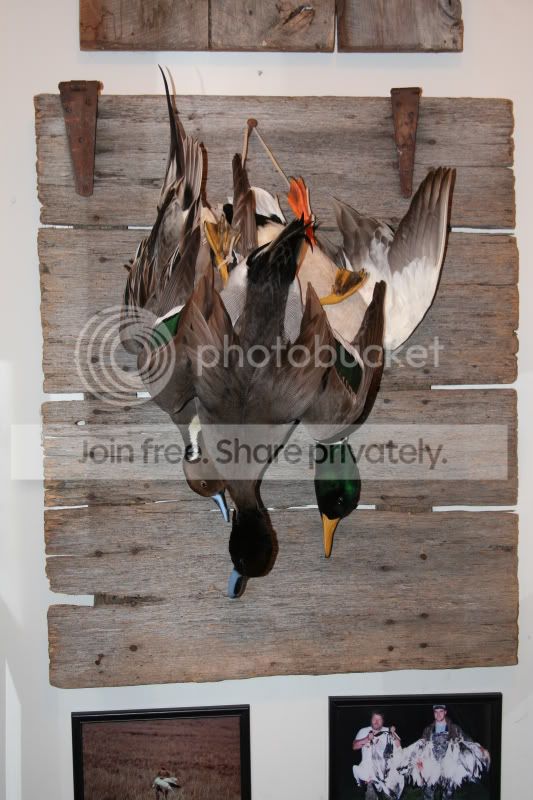 dead mounts | Duck Hunting Forum