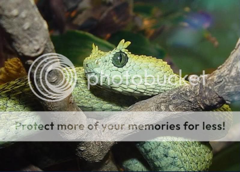 Viperidae(Pics) | Aussie Pythons & Snakes Forum