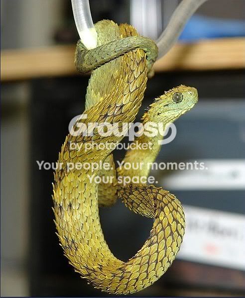 Viperidae(Pics) | Aussie Pythons & Snakes Forum
