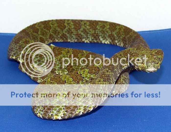 Viperidae(Pics) | Aussie Pythons & Snakes Forum