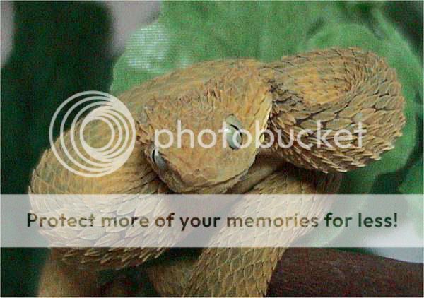 Viperidae(Pics) | Aussie Pythons & Snakes Forum