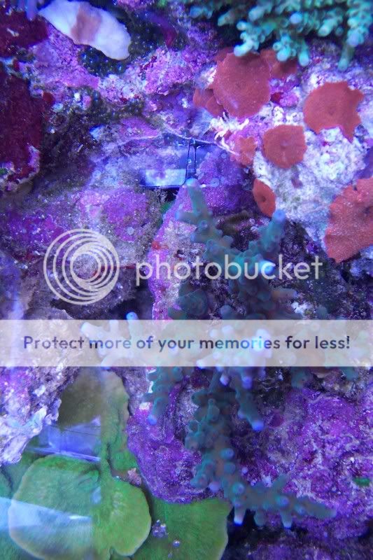 Build Thread - Brian's SPS Forest | REEF2REEF Saltwater and Reef ...