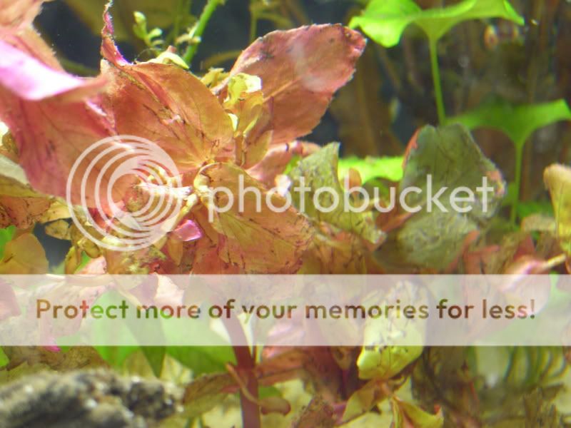 10 gallon "sunken pathway" | The Planted Tank Forum