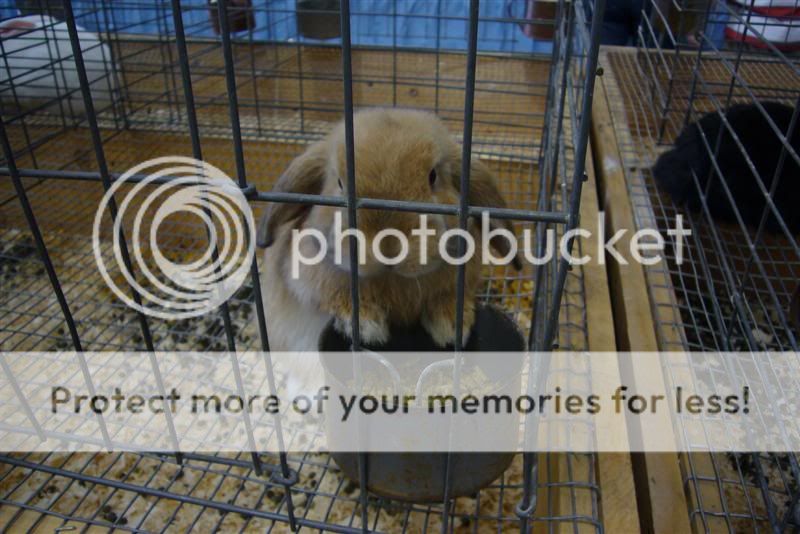 L42a | Rimfire Central Firearm Forum