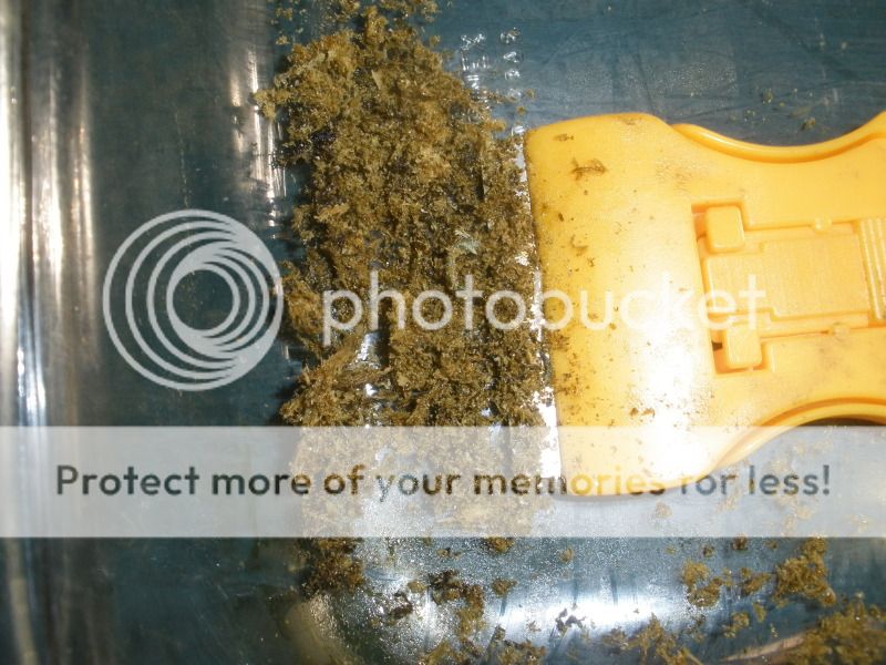 Harvest time! Bubba Kush, Pitbull, Honey oil extracts, Iso hash ...