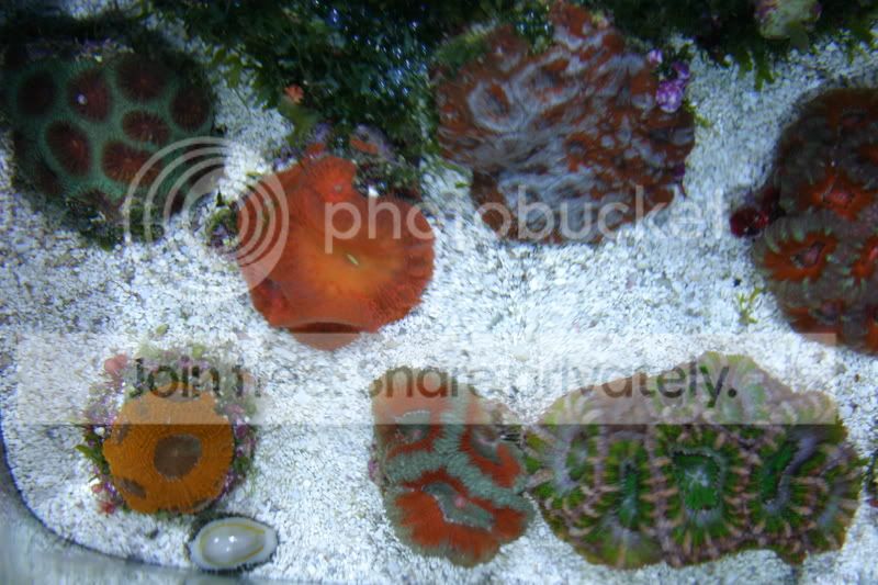 A R2R Spotlight "Acanthastrea lordhowensis" (Aussie Style) | Reef2Reef