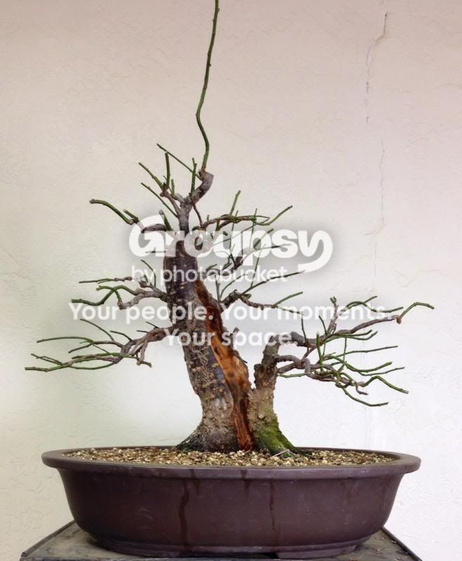 Prunus Mume 07/08 to present progression | Bonsai Nut
