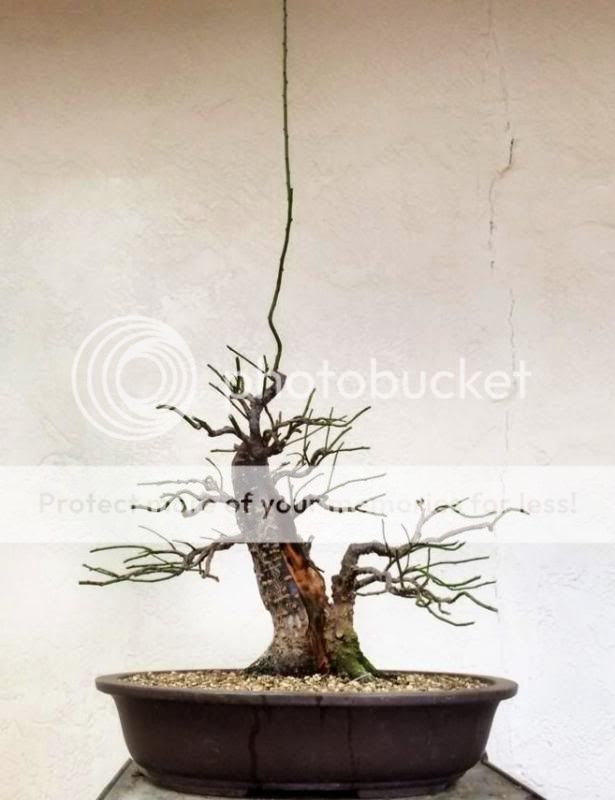Prunus Mume 07/08 to present progression | Bonsai Nut