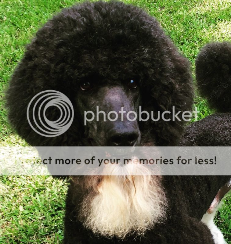 Goatee Progress | Poodle Forum