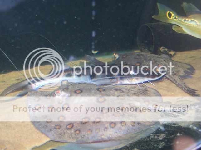 Platystomatichthys sturio - Sturgon catfish | MonsterFishKeepers.com