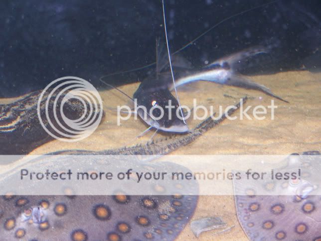 Platystomatichthys sturio - Sturgon catfish | MonsterFishKeepers.com