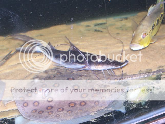 Platystomatichthys sturio - Sturgon catfish | MonsterFishKeepers.com