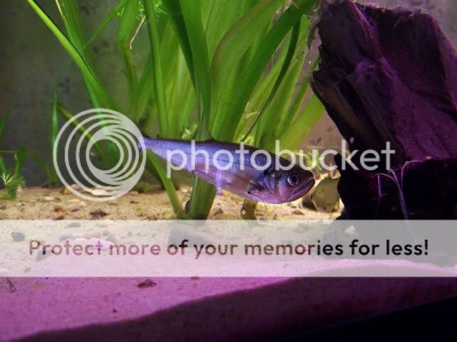 Saber Tooth Barracuda? | Fish Forum