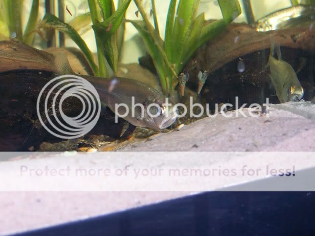 Saber Tooth Barracuda? | Fish Forum