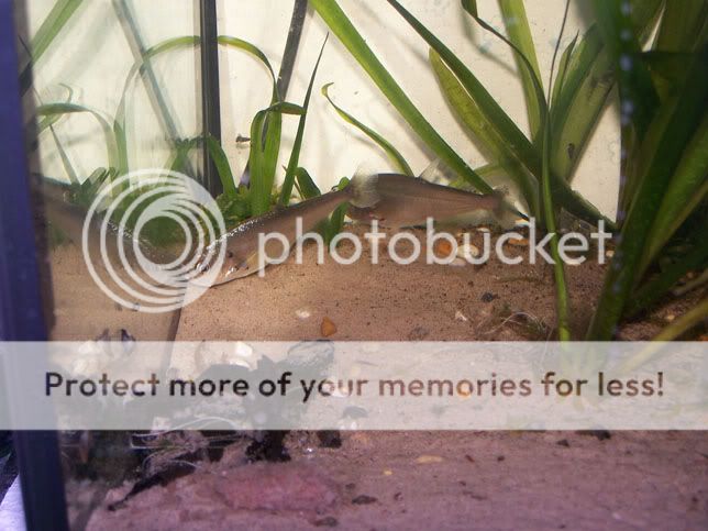 Saber Tooth Barracuda? | Fish Forum