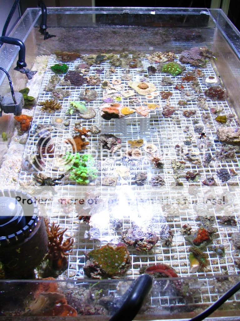 DIY acrylic frag tank | Reef2Reef