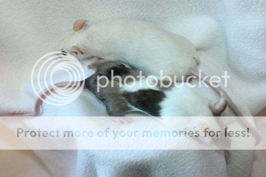 Splash party! | Pet Mice Forum