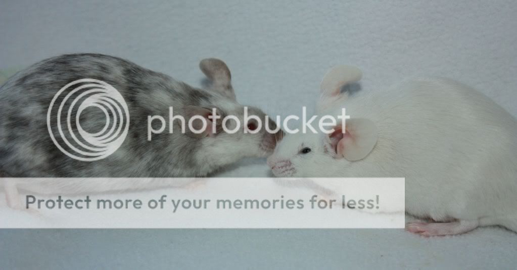 Splash party! | Pet Mice Forum