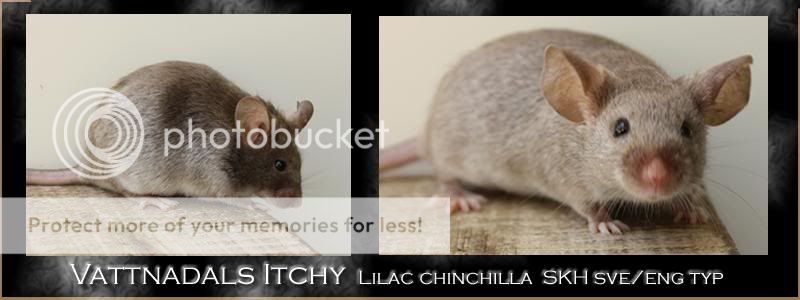 astrex x fuzzy | Pet Mice Forum