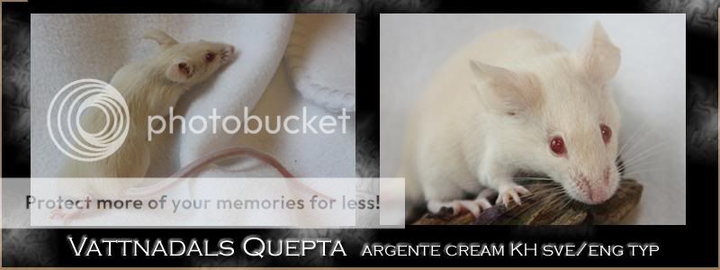 astrex x fuzzy | Pet Mice Forum