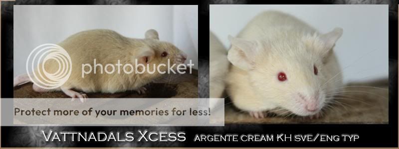 astrex x fuzzy | Pet Mice Forum