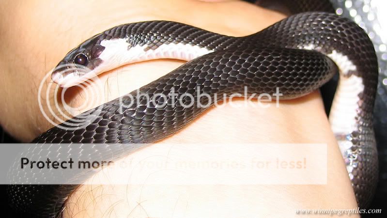 Persian ratsnake - Alchetron, The Free Social Encyclopedia